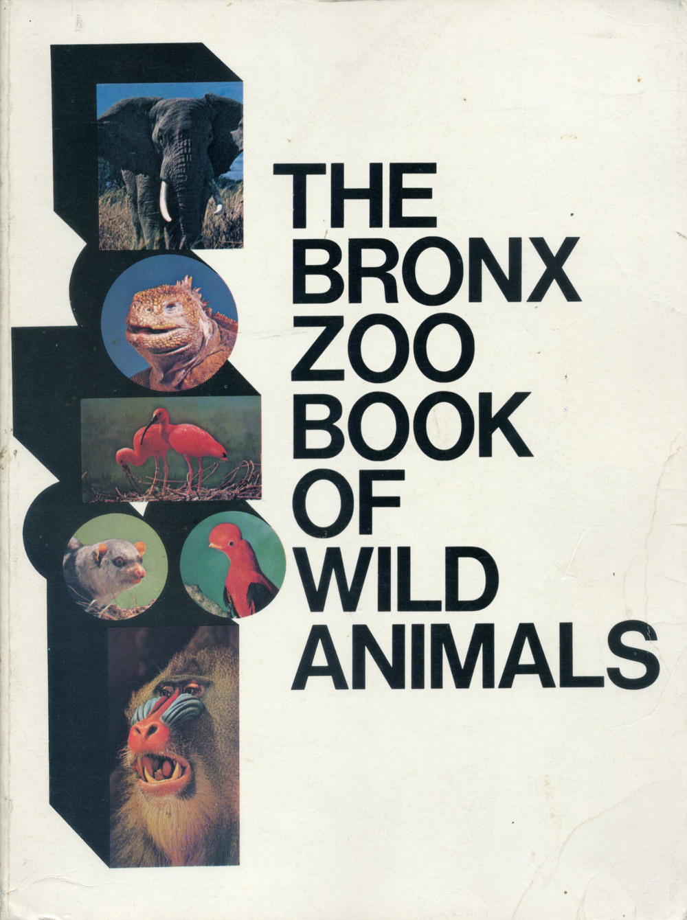 Les Zoos dans le Monde - Bronx Zoo